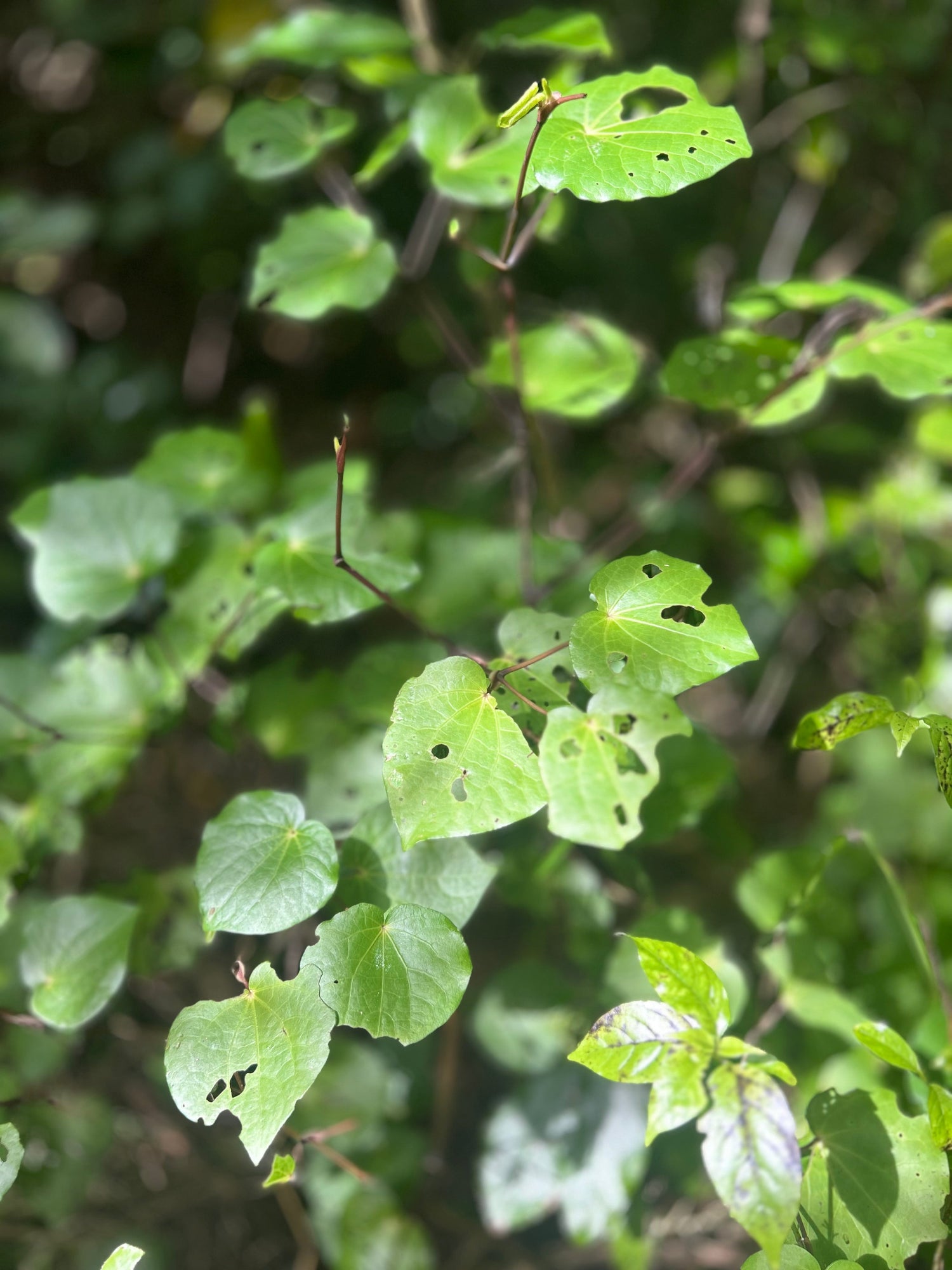 Tiny leaf – Tiny Leaf NZ